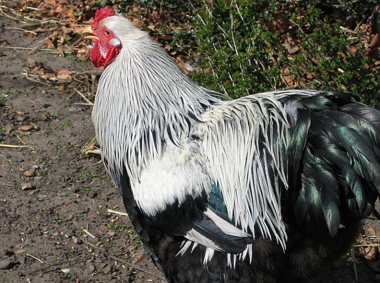Brahma Chicken - Breed Profile - Backyard Poultry